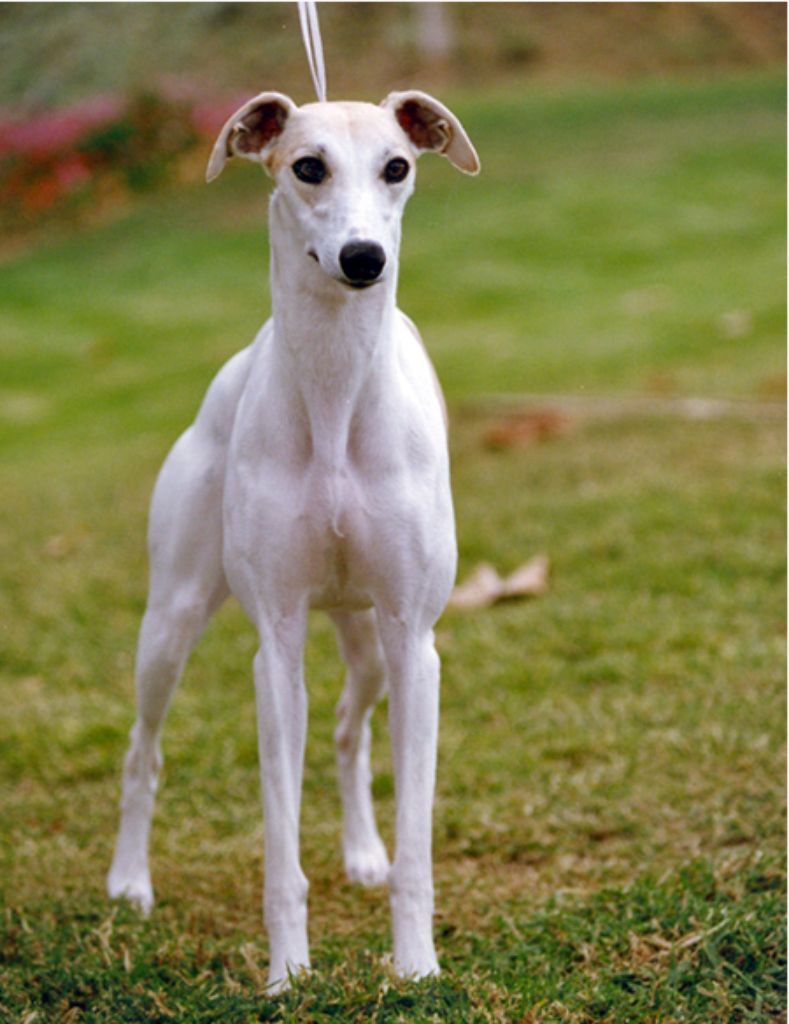 Whippet - The Breed Archive