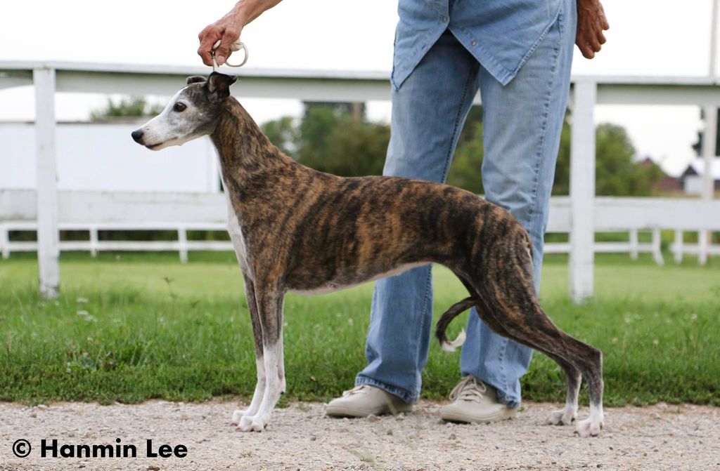 Whippet - The Breed Archive