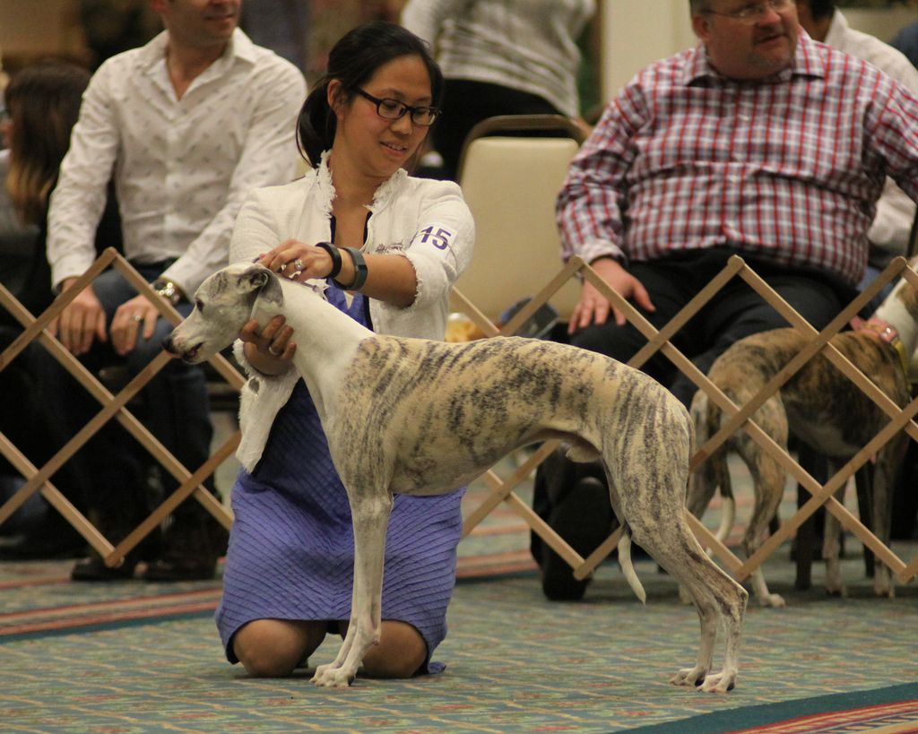 Whippet - The Breed Archive