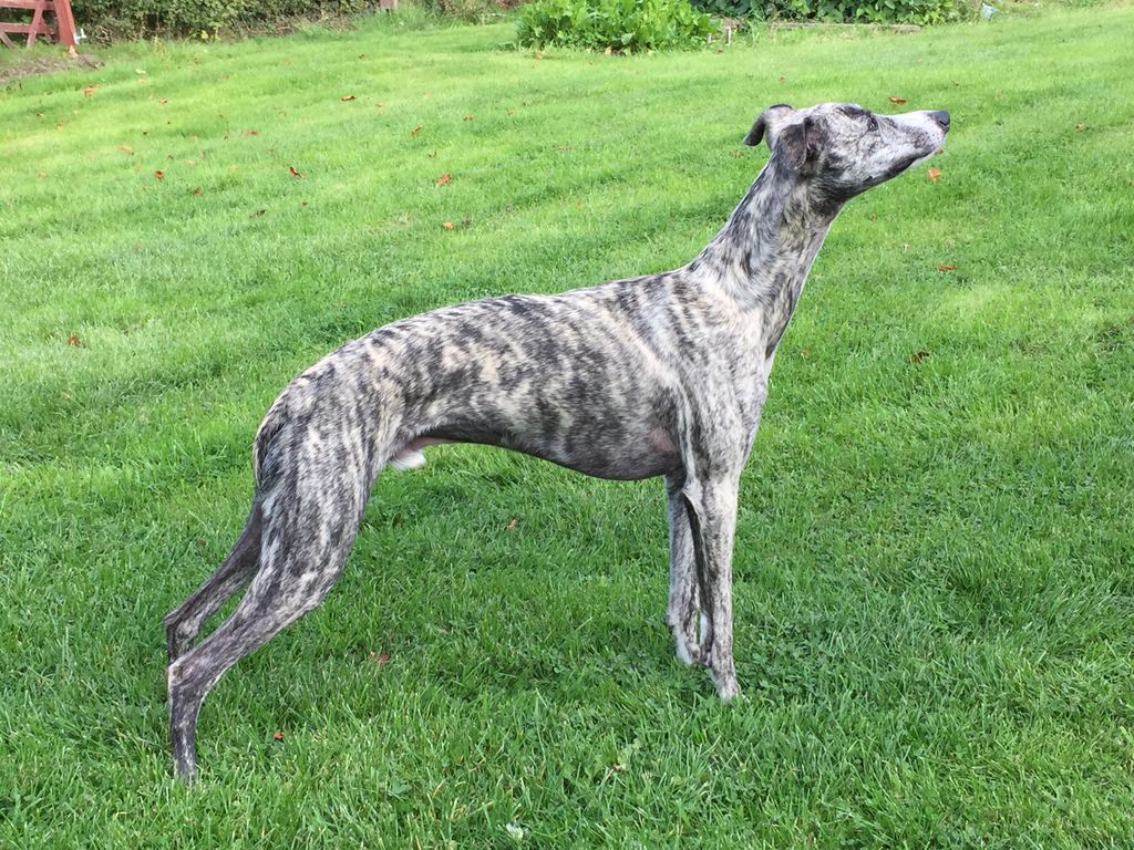 Whippet - The Breed Archive
