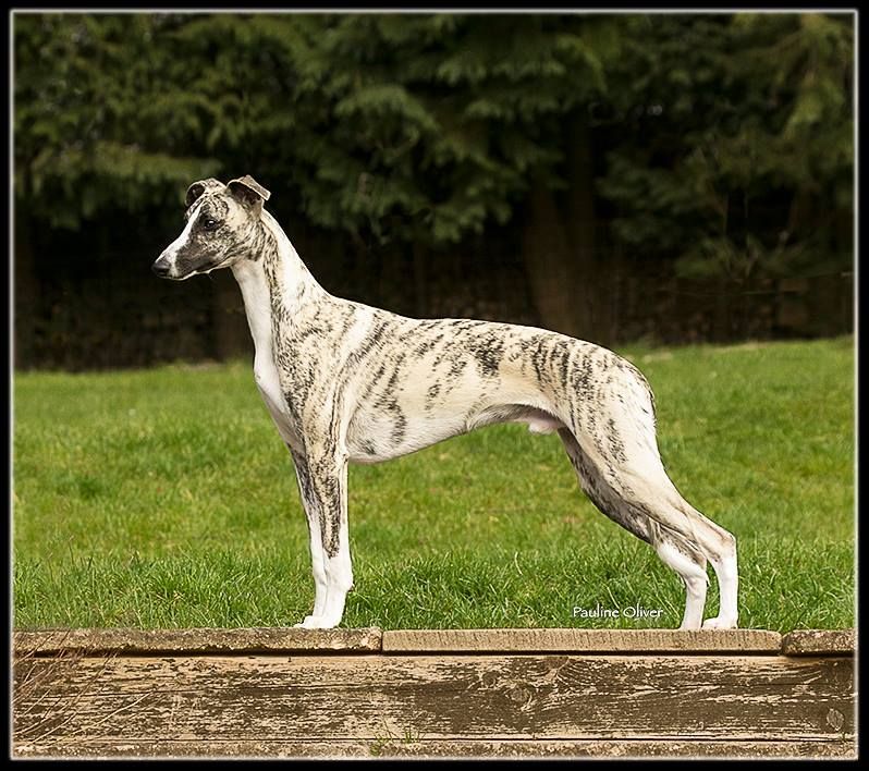 Whippet - The Breed Archive