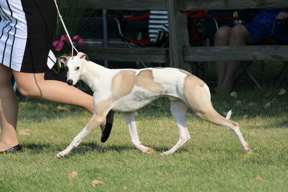 Whippet - The Breed Archive
