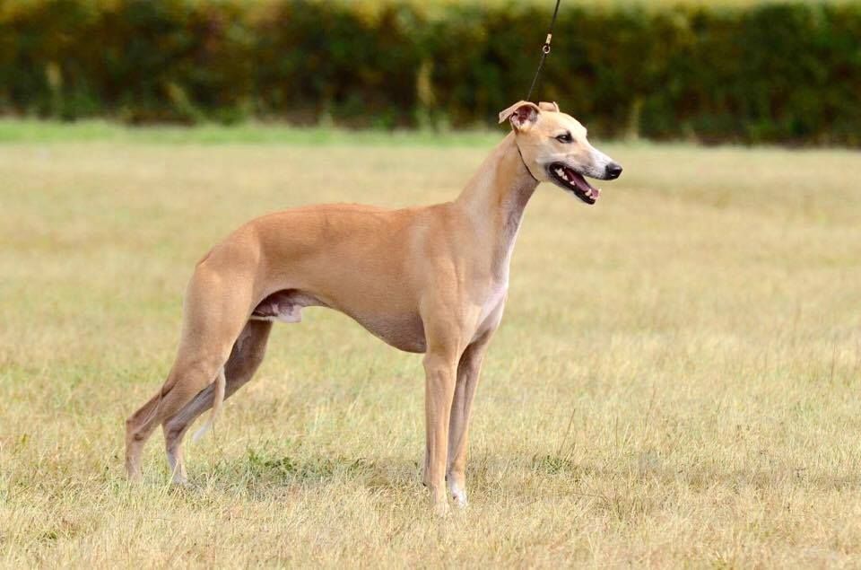 Whippet - The Breed Archive