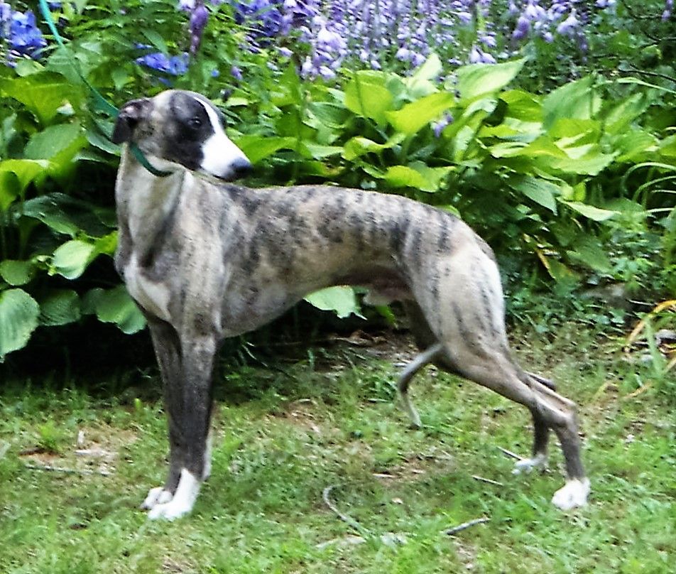 Whippet - The Breed Archive