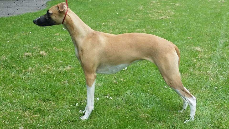 Whippet - The Breed Archive