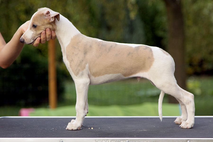 Whippet - The Breed Archive