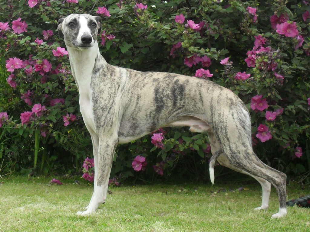 Whippet - The Breed Archive