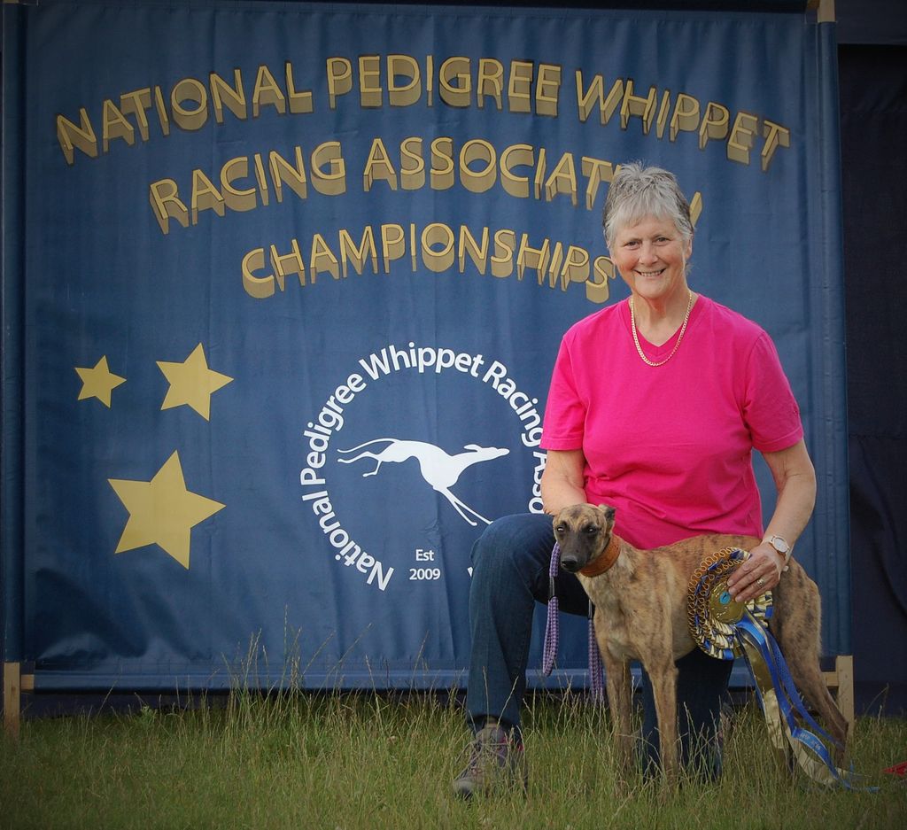 Whippet - The Breed Archive