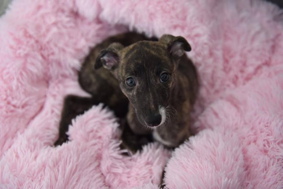 Whippet - The Breed Archive