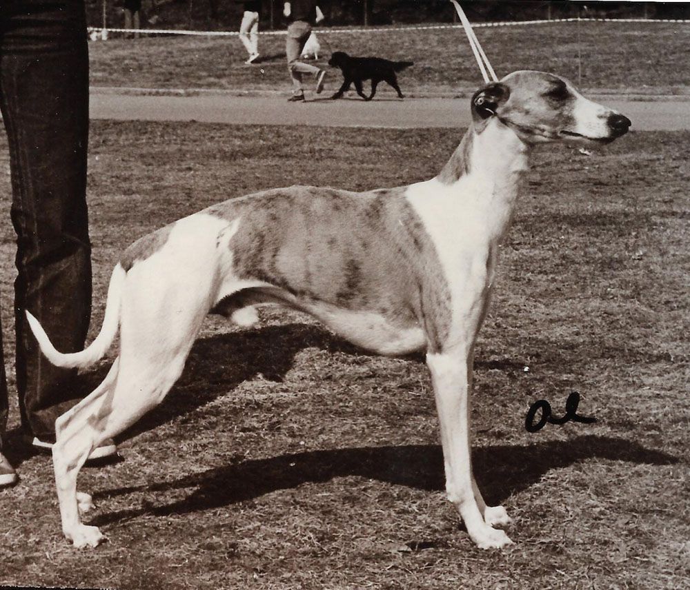 Whippet - The Breed Archive