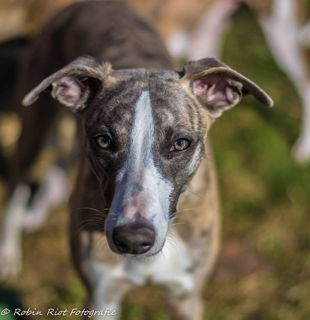 Whippet - The Breed Archive