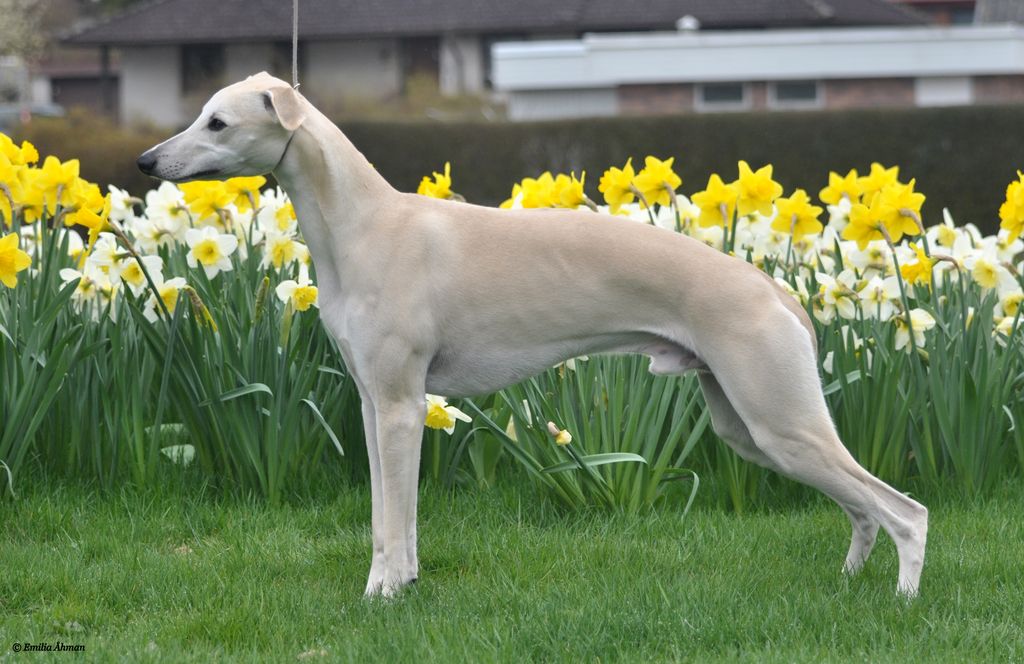 Whippet - The Breed Archive