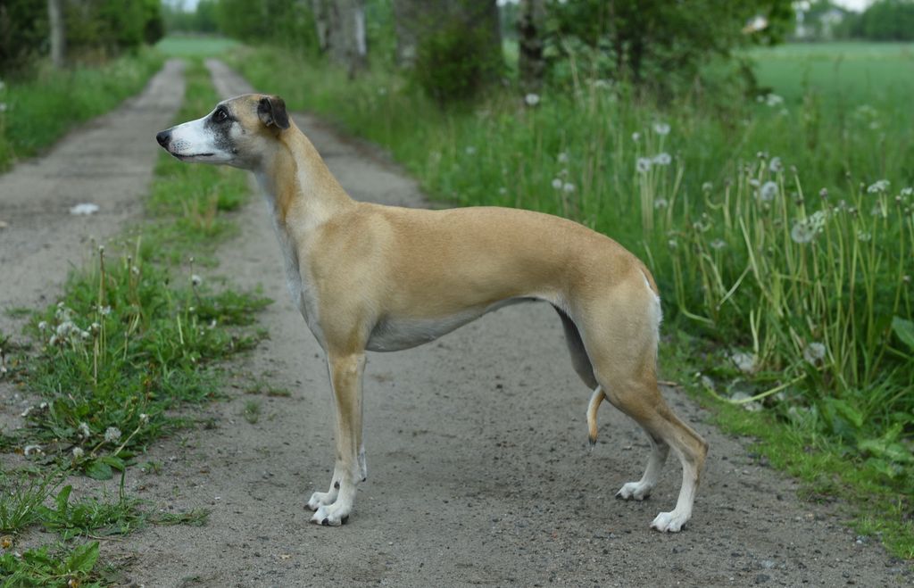 Whippet - The Breed Archive