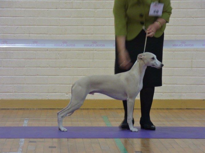 Whippet - The Breed Archive