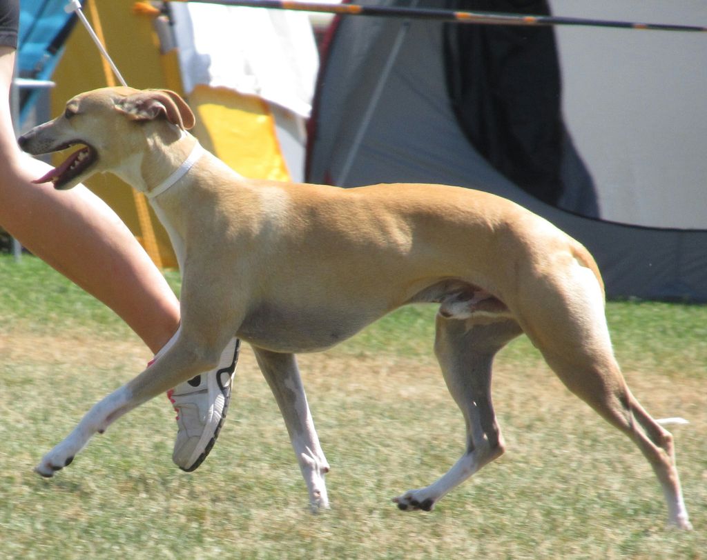 Whippet - The Breed Archive
