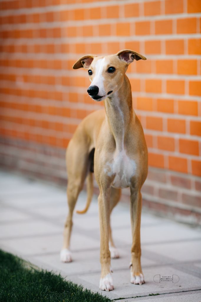 Whippet - The Breed Archive