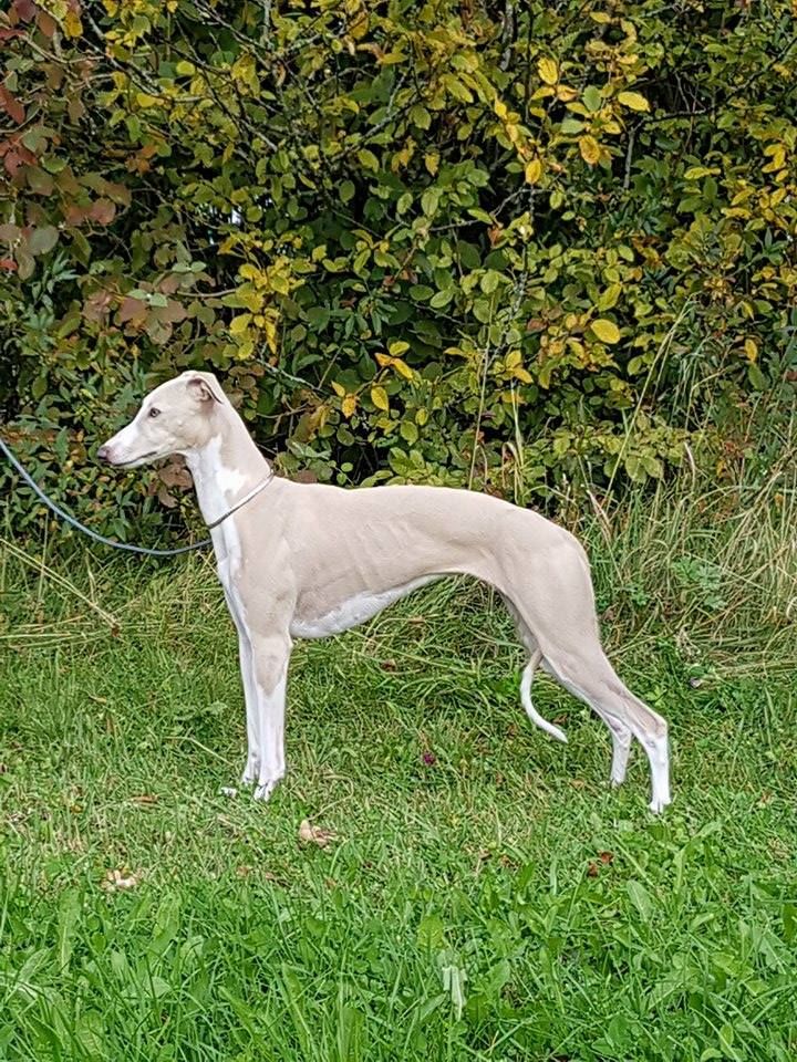 Whippet - The Breed Archive