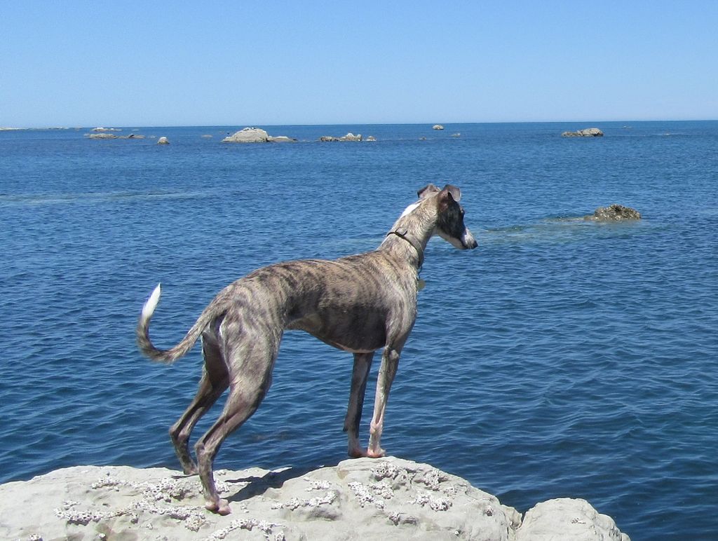 Whippet - The Breed Archive