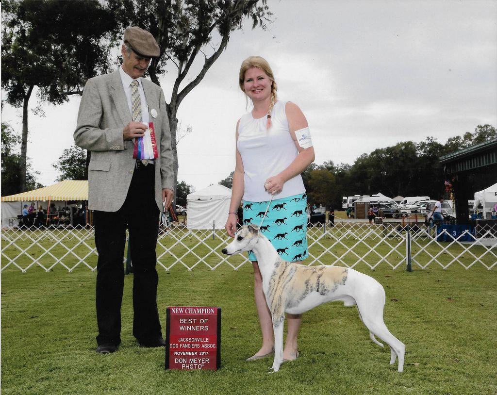 Whippet - The Breed Archive