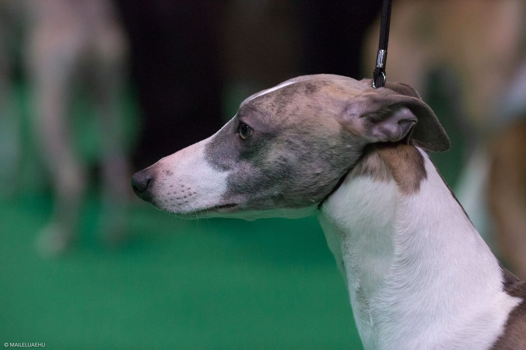 Whippet - The Breed Archive