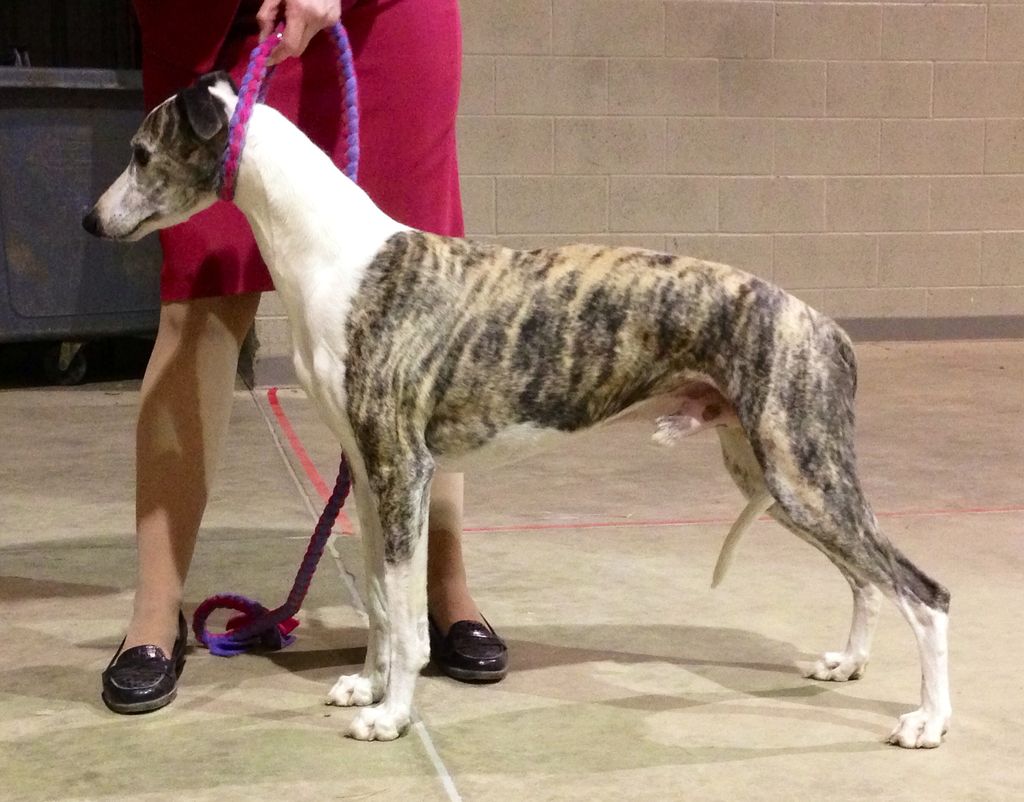 Whippet - The Breed Archive