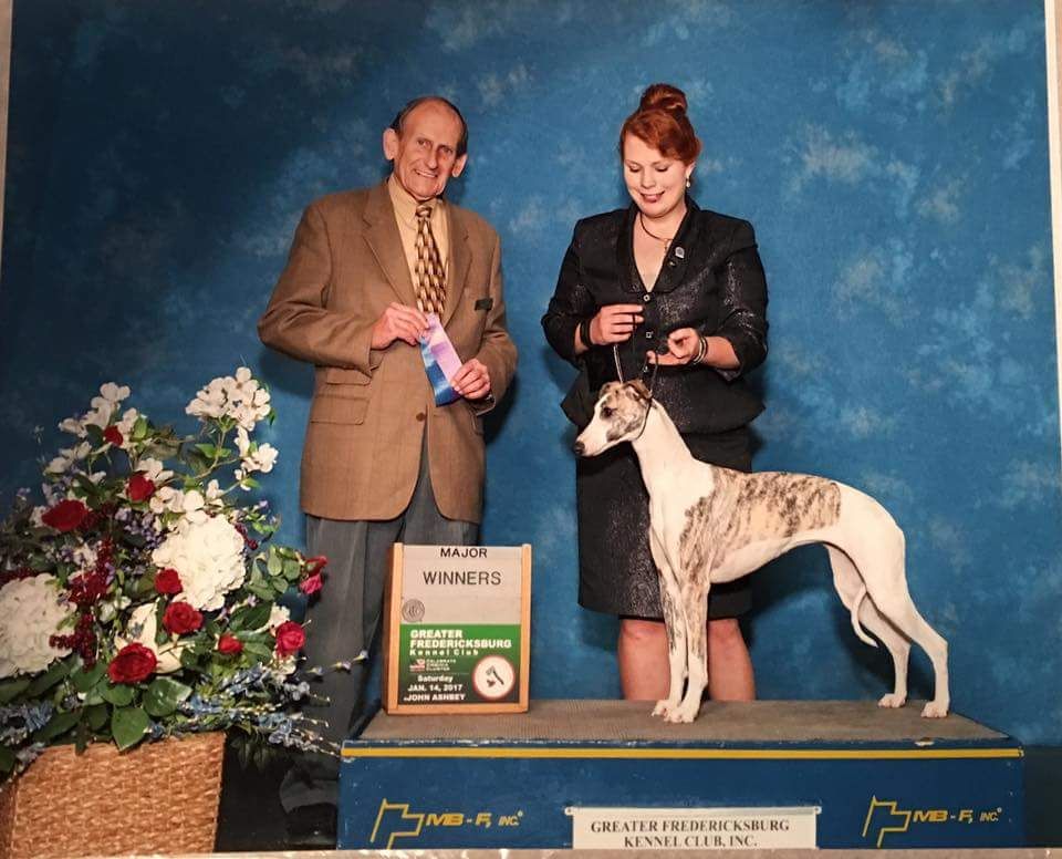 Whippet - The Breed Archive