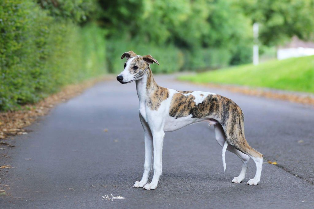 Whippet - The Breed Archive