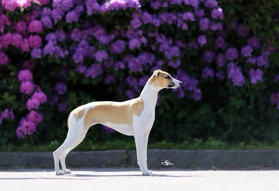 Whippet - The Breed Archive