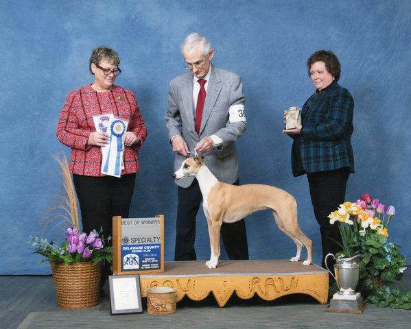 Whippet - The Breed Archive