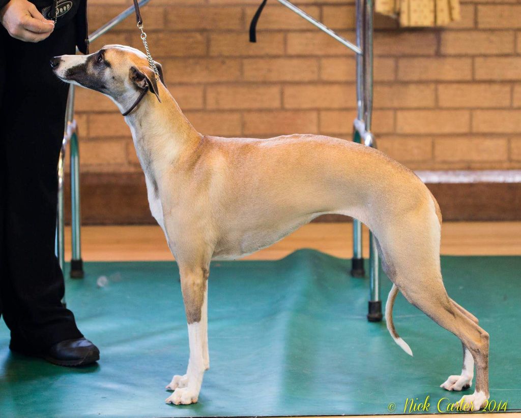 Whippet - The Breed Archive