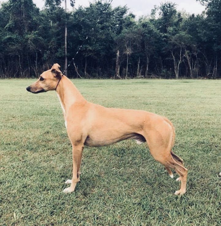 Whippet - The Breed Archive