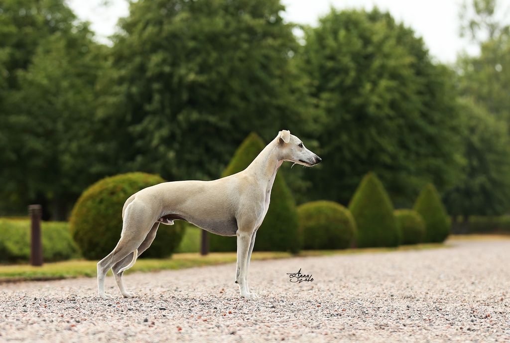 Whippet - The Breed Archive