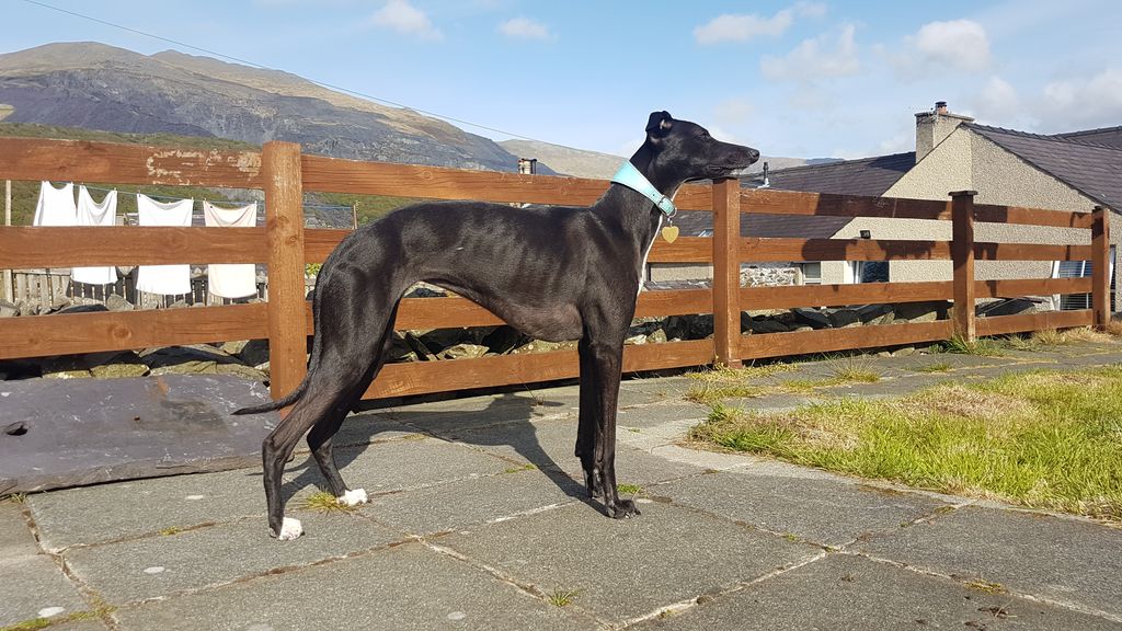 Whippet - The Breed Archive