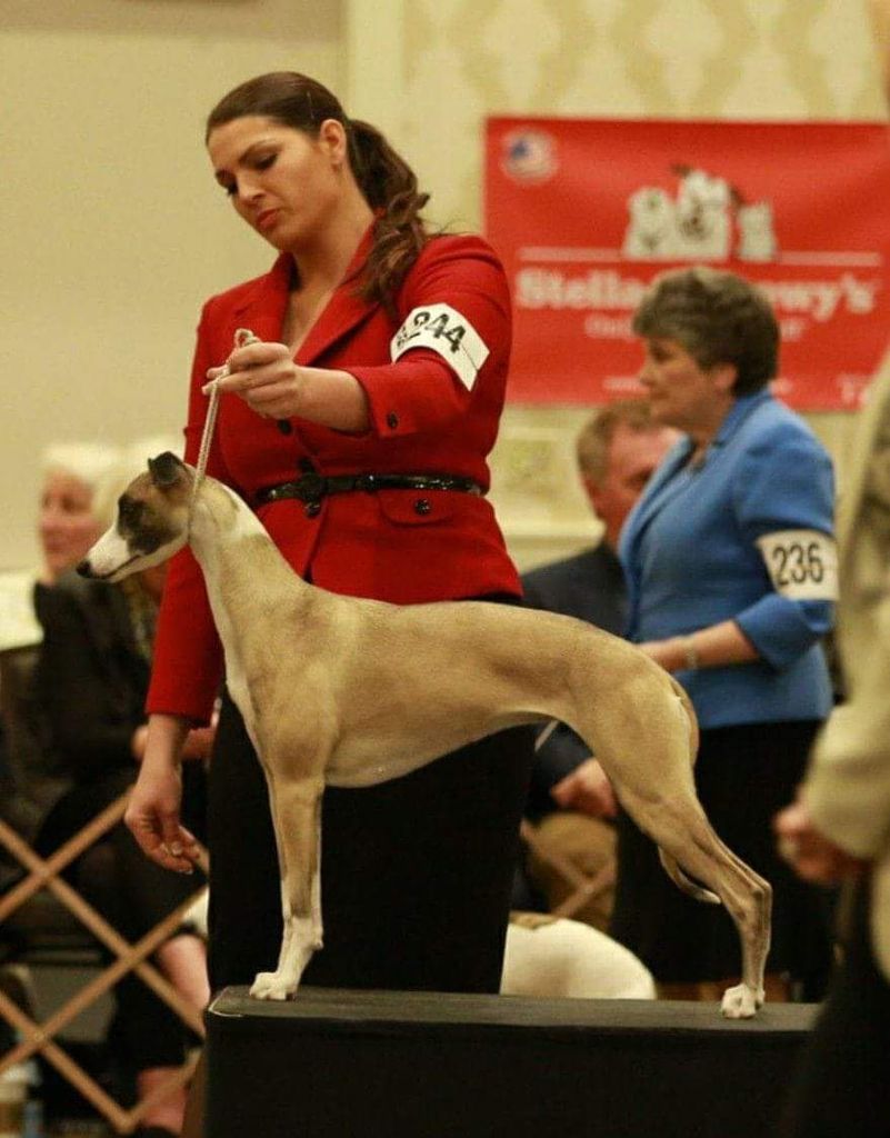 Whippet - The Breed Archive