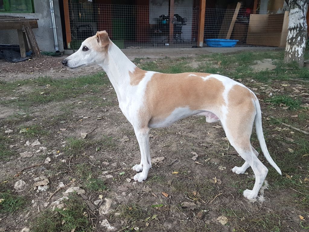 Whippet - The Breed Archive