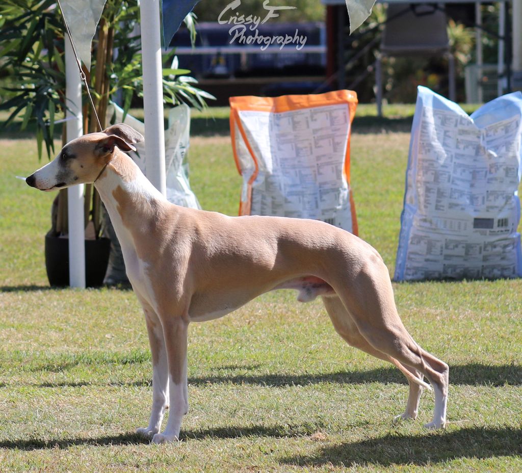 Whippet - The Breed Archive