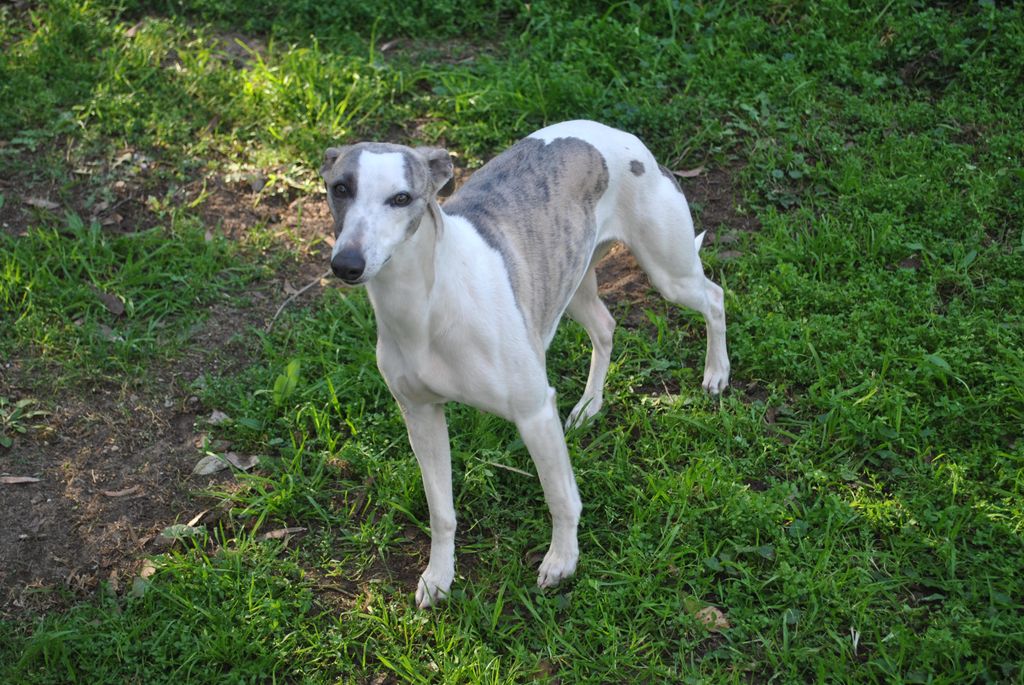 Whippet - The Breed Archive