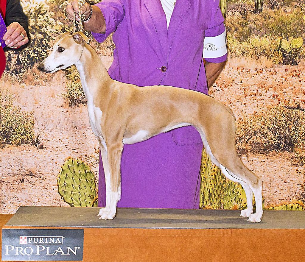 Whippet - The Breed Archive