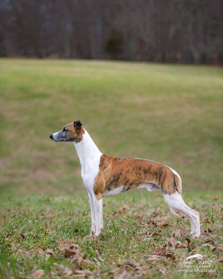 Whippet - The Breed Archive