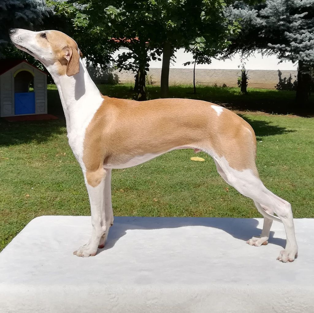 Whippet - The Breed Archive