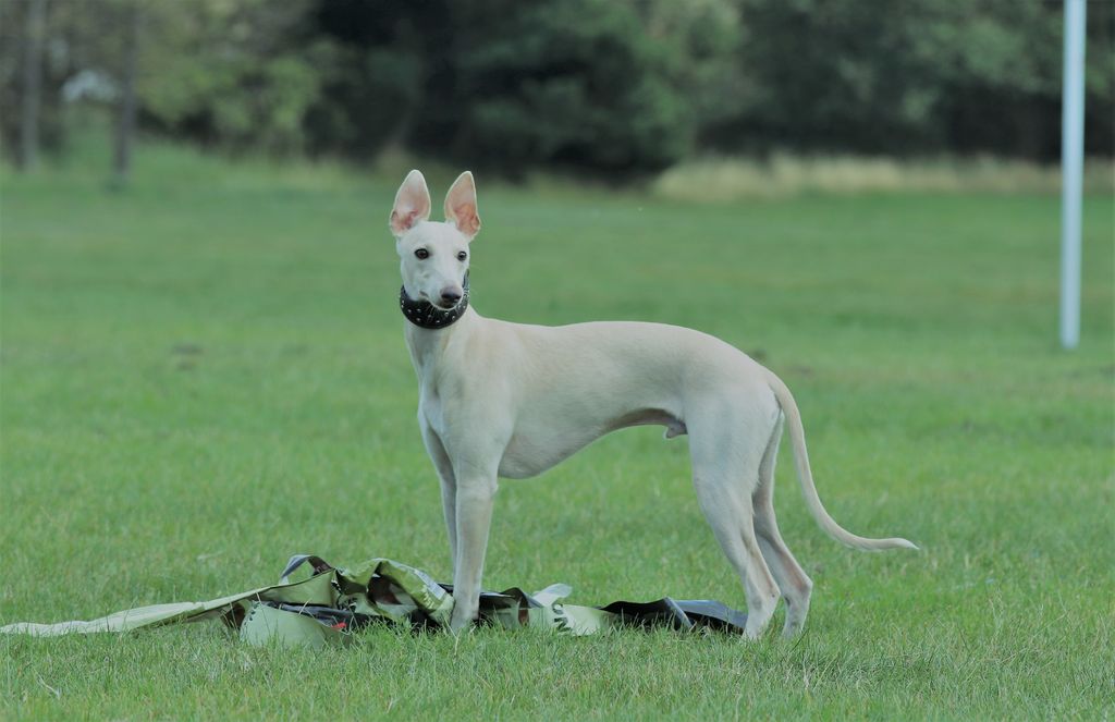 Whippet - The Breed Archive