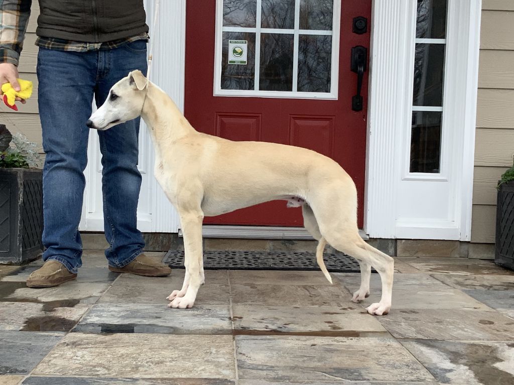 Whippet - The Breed Archive