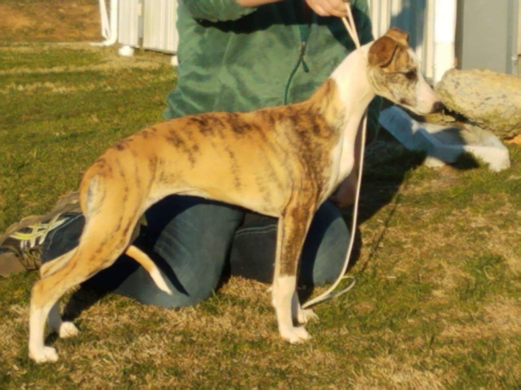 Whippet - The Breed Archive