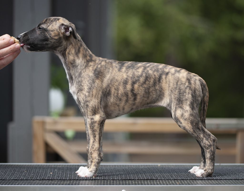 Whippet - The Breed Archive