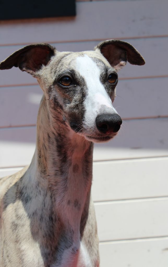 Whippet - The Breed Archive