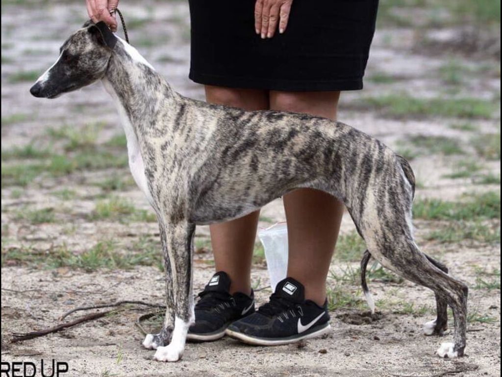 Whippet - The Breed Archive