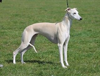 Whippet - The Breed Archive
