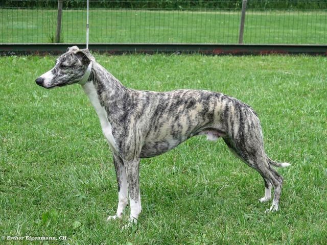 Whippet - The Breed Archive