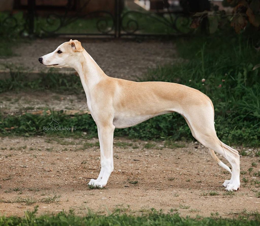Whippet - The Breed Archive