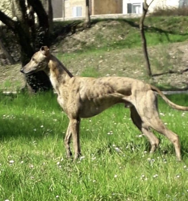 Whippet - The Breed Archive